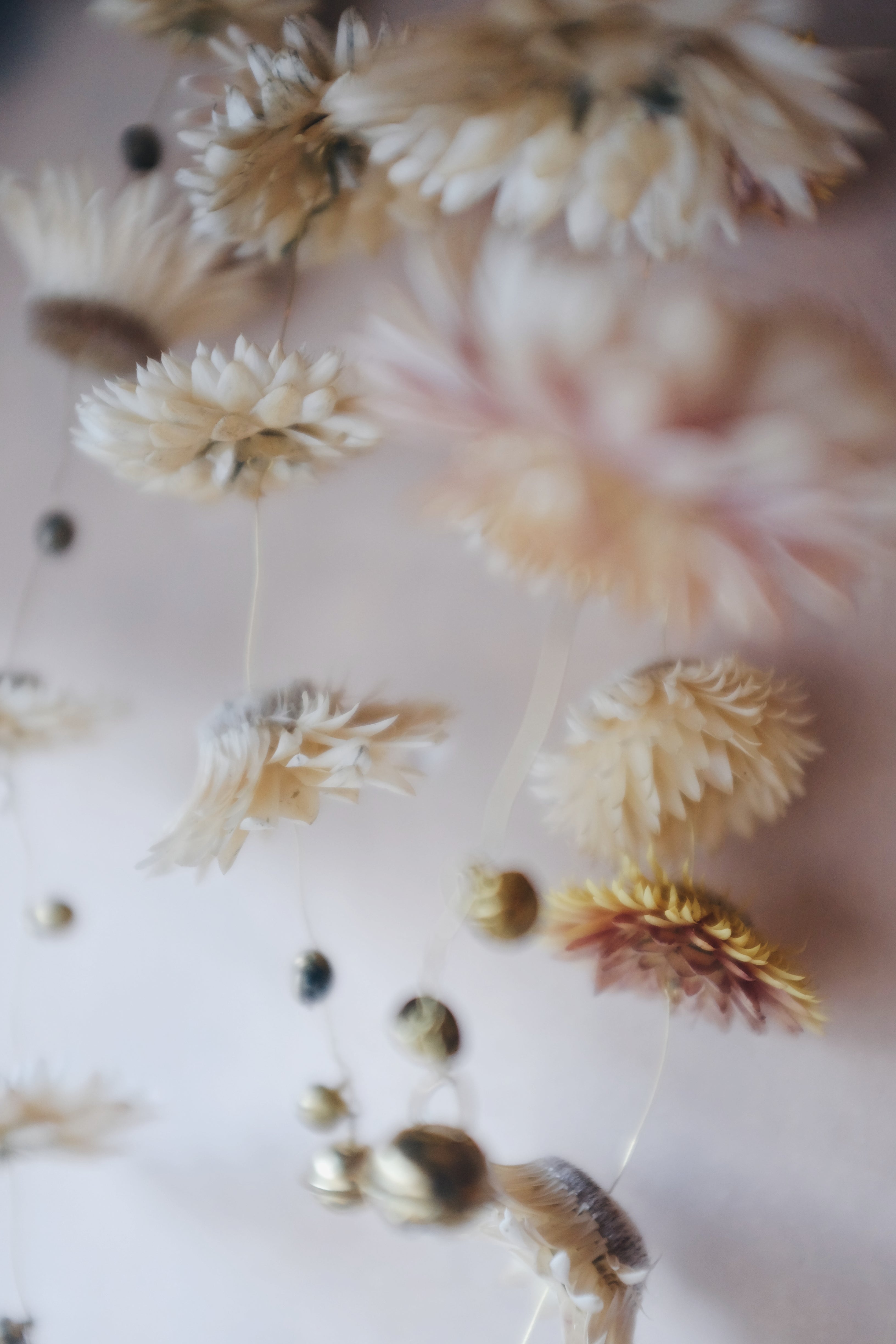 Dried flower artist – Sarah Breese